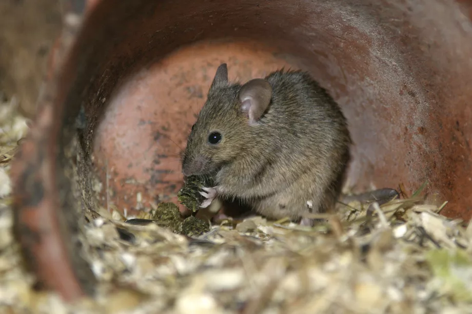 The 4 species of mice you can see in the UK Kent Wildlife Trust